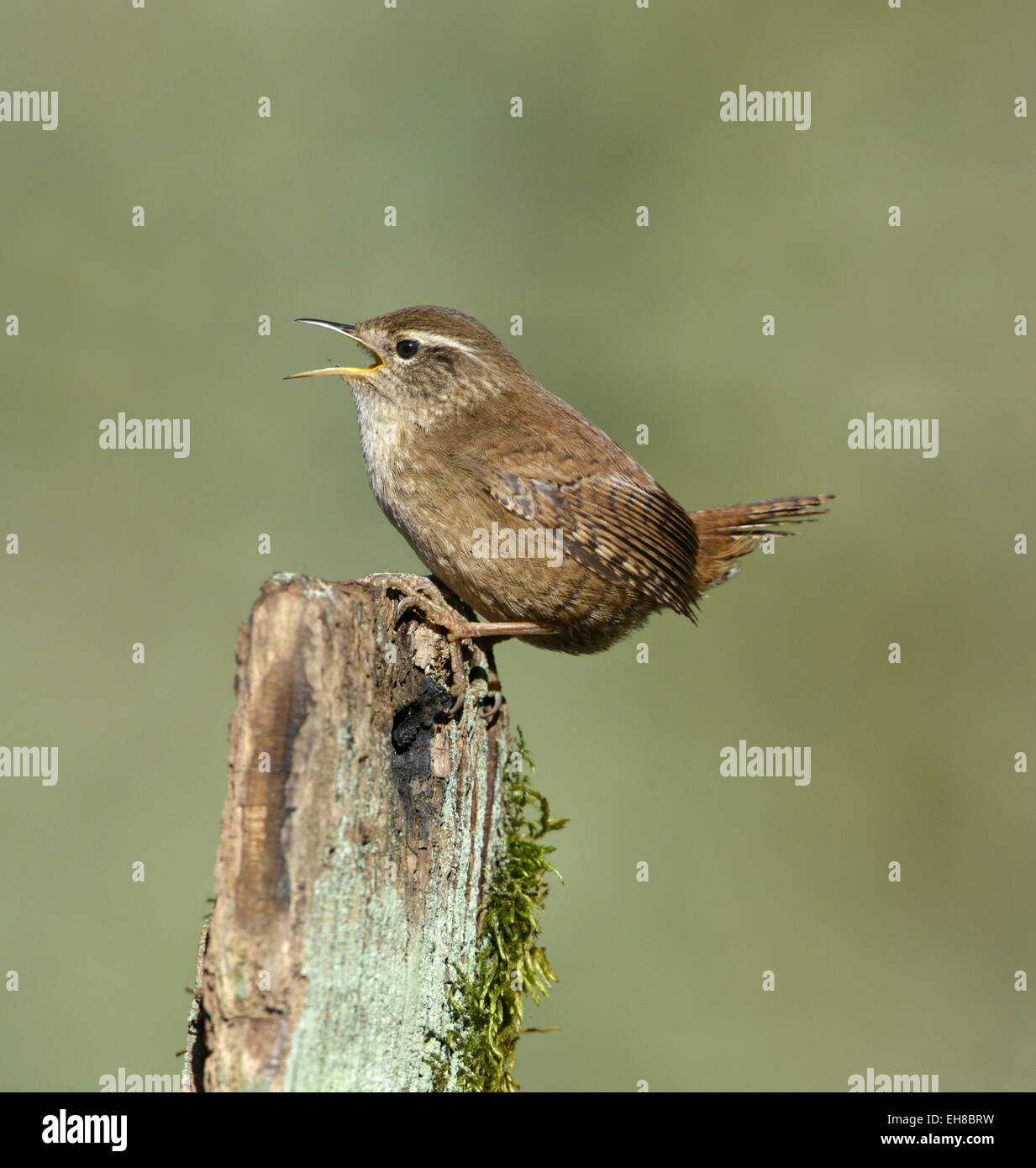 Troglodytes troglodytes hi-res stock photography and images - Alamy