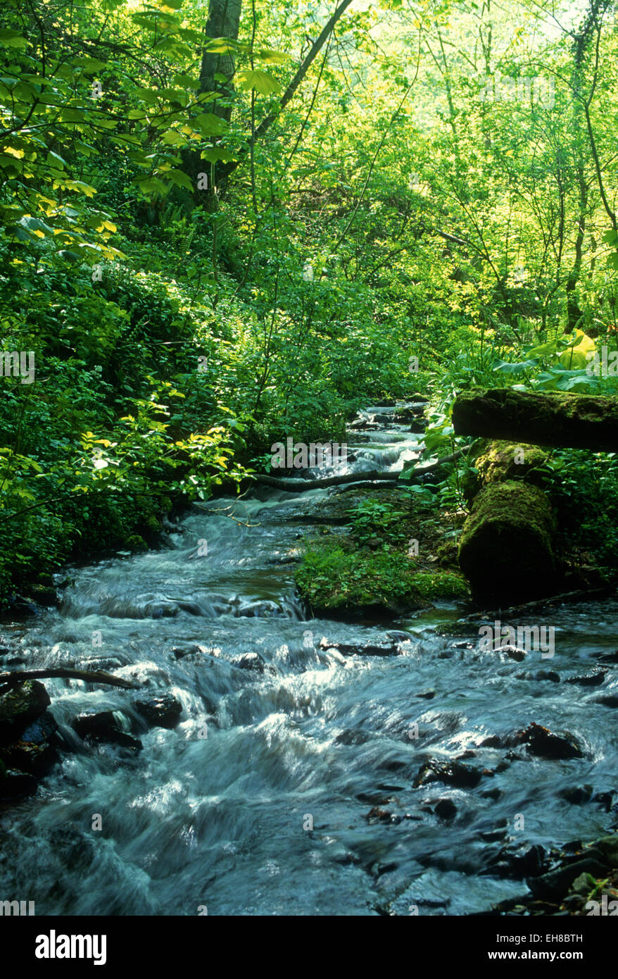 A brook in woodland, Somerset UK Stock Photo - Alamy
