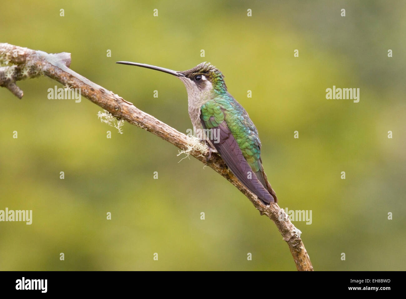 magnificent hummingbird (Eugenes fulgens) single adult female perched ...