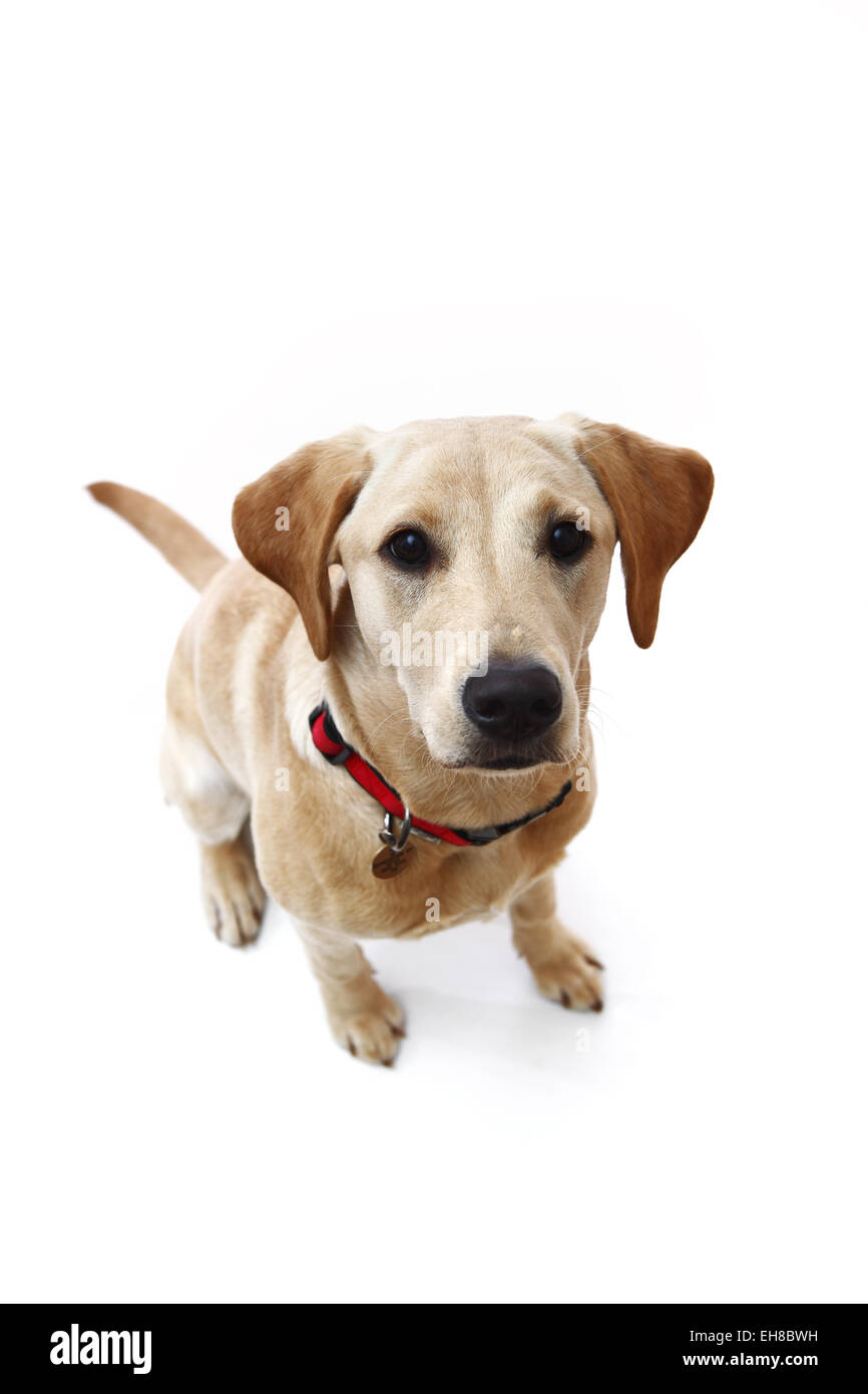 Yellow Labrador Retriever puppy aged 8 months sat looking up to ...