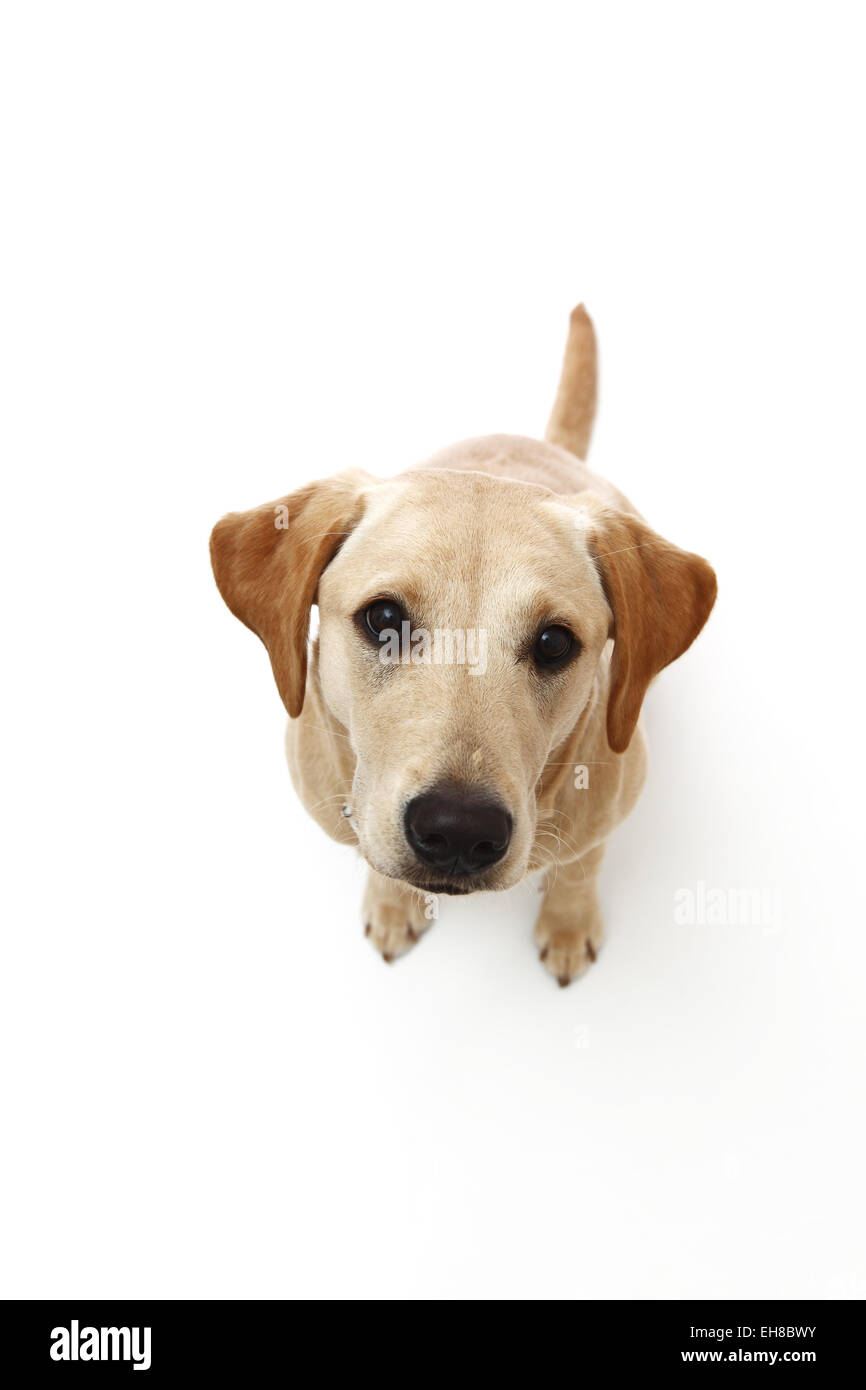 Yellow Labrador Retriever puppy aged 8 months sat looking up to ...