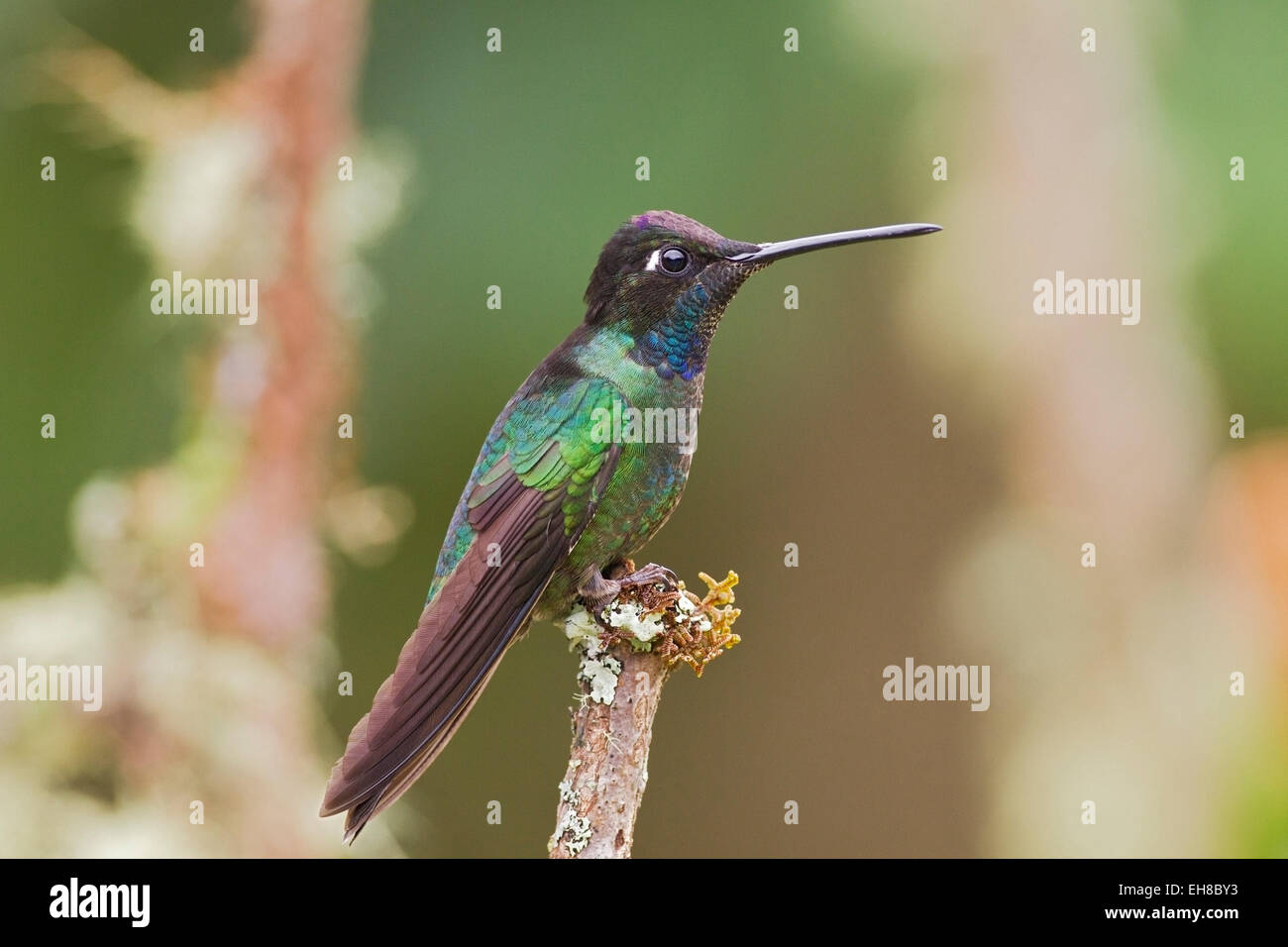 magnificent hummingbird (Eugenes fulgens) single adult male perched on ...