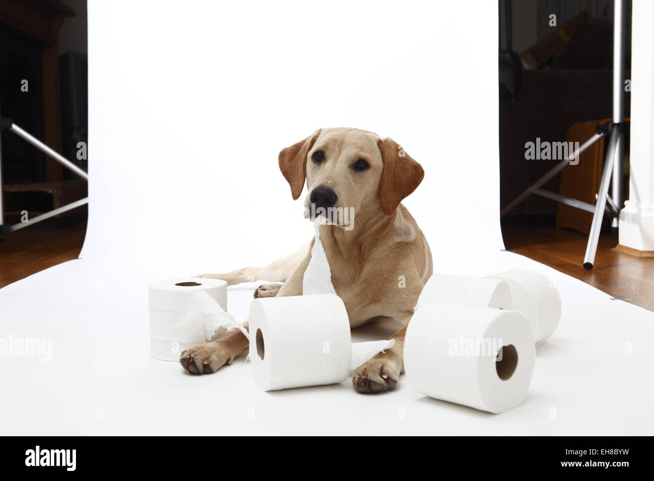 Yellow Labrador Retriever puppy aged 8 months doing mock studio toilet ...