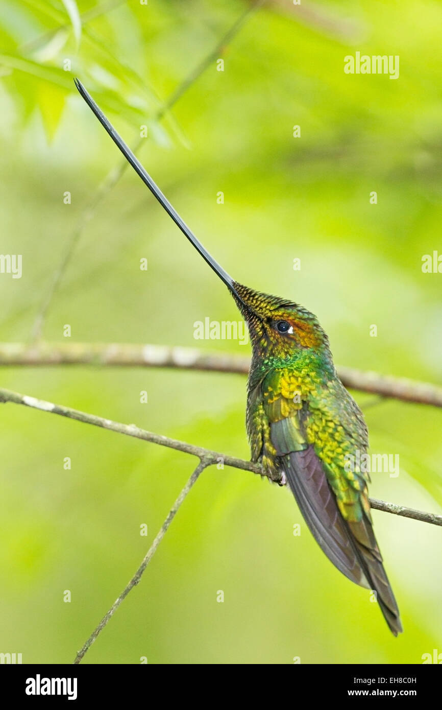 Ensifera ensifera bird High Resolution Stock Photography and Images - Alamy