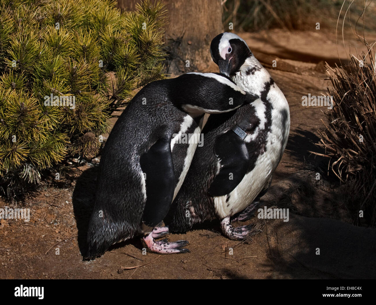 Penguin kissing hi-res stock photography and images - Alamy