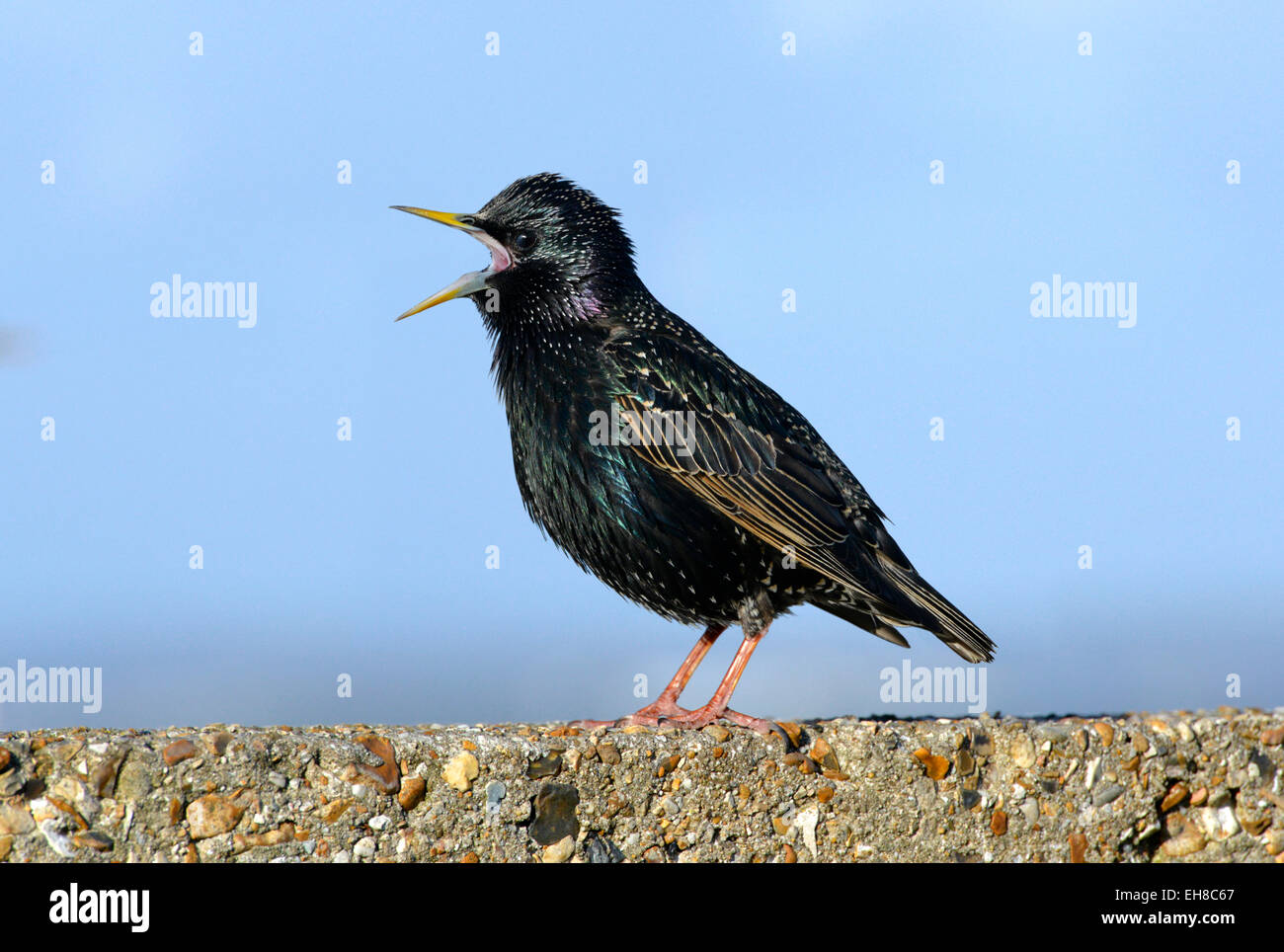 Sturnus vulgaris singing hi-res stock photography and images - Alamy