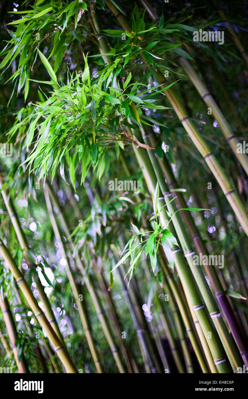 Bamboo in a japanese garden in Spring Stock Photo - Alamy