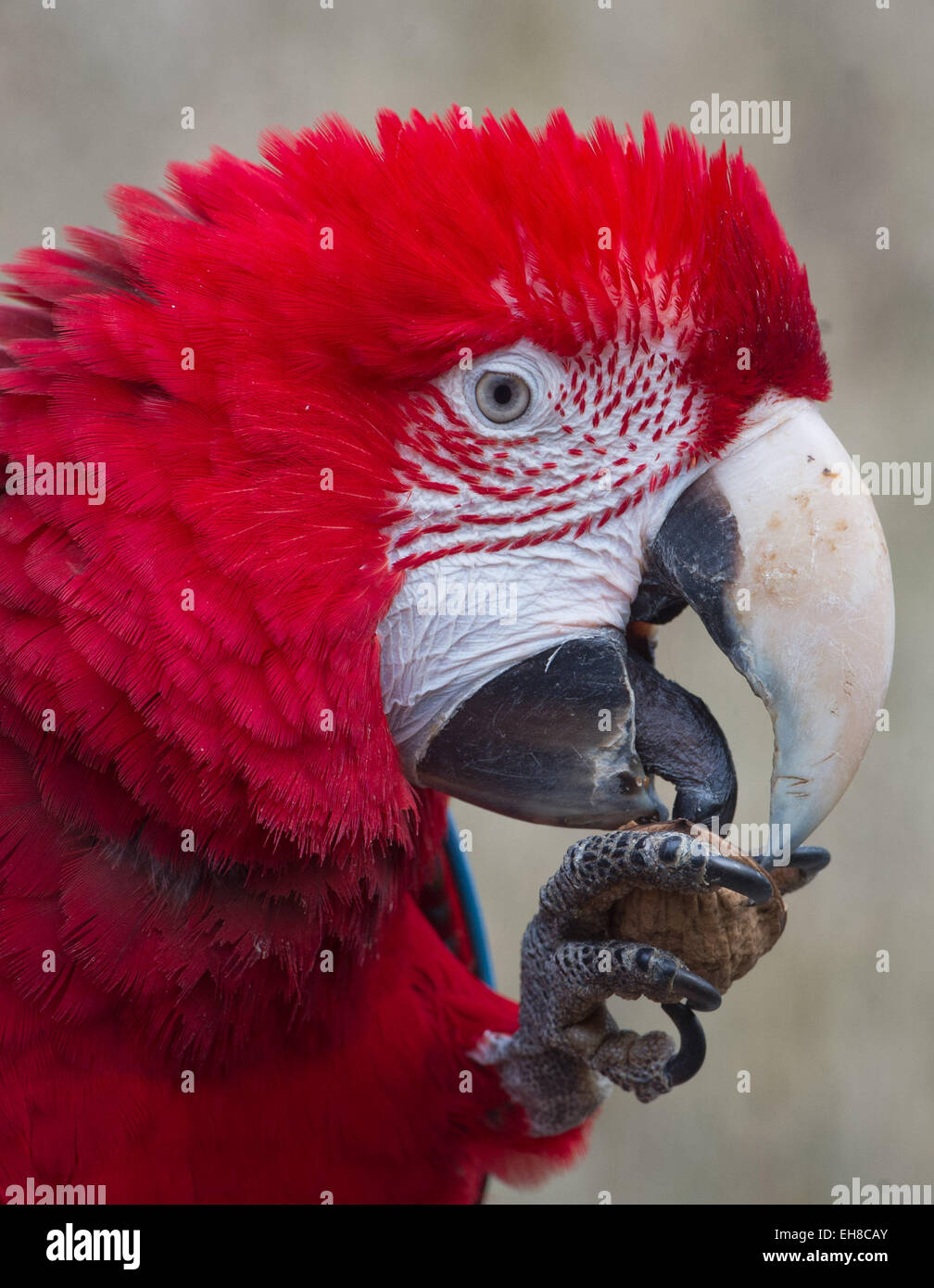 Macaw enclosure hi-res stock photography and images - Alamy