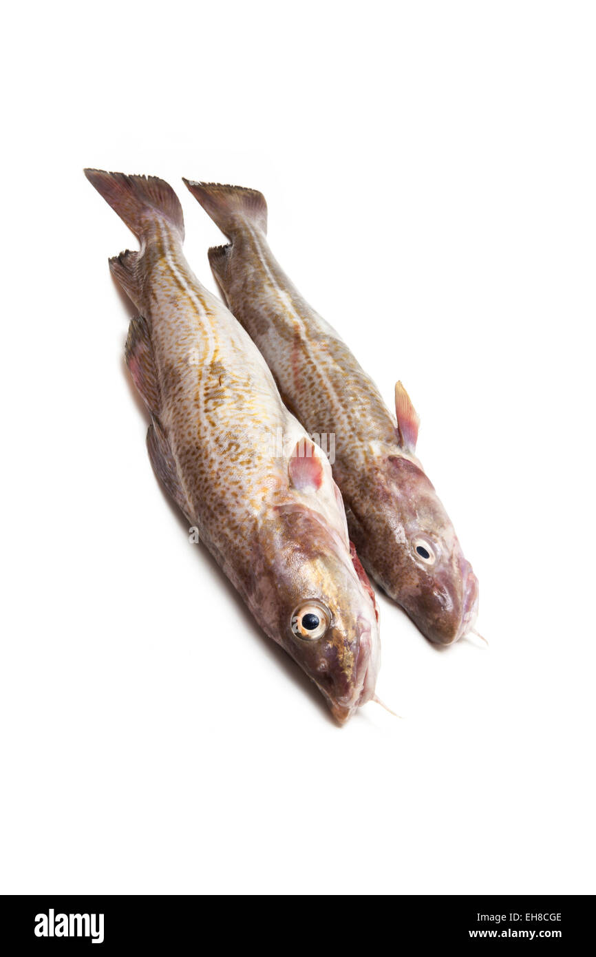 Whole raw atlantic cod (Gadus morhua) fish, Isolated on a white studio ...