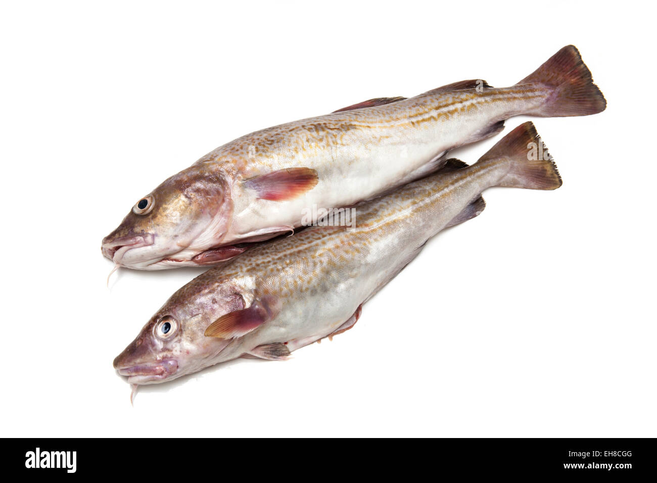 A couple of whole Atlantic cod (Gadus morhua) fish, Isolated on a white ...