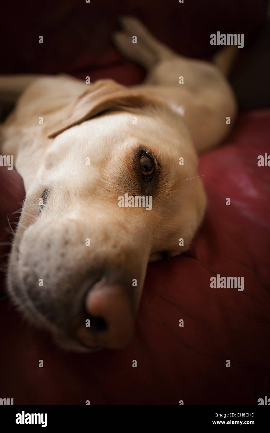 Female labrador retriever hi-res stock photography and images - Alamy