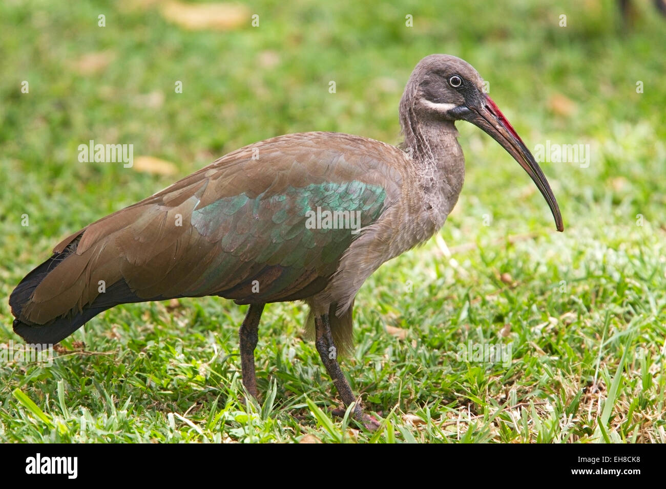 hadada ibis (Bostrychia hagedash) adult walking on short vegetation ...