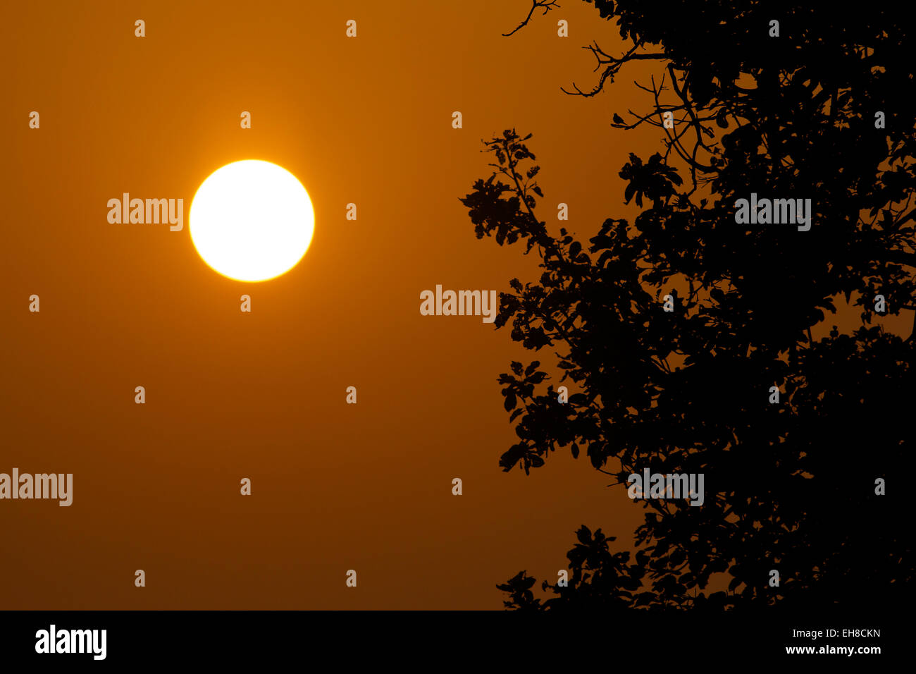 Sun with a tree silhouette on an orange background Stock Photo - Alamy