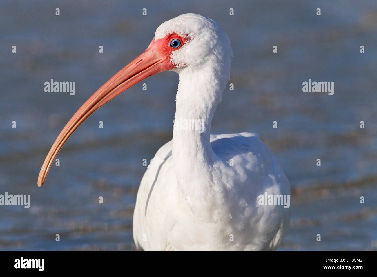 American White Ibis (Eudocimus albus) adult showing head and beak ...