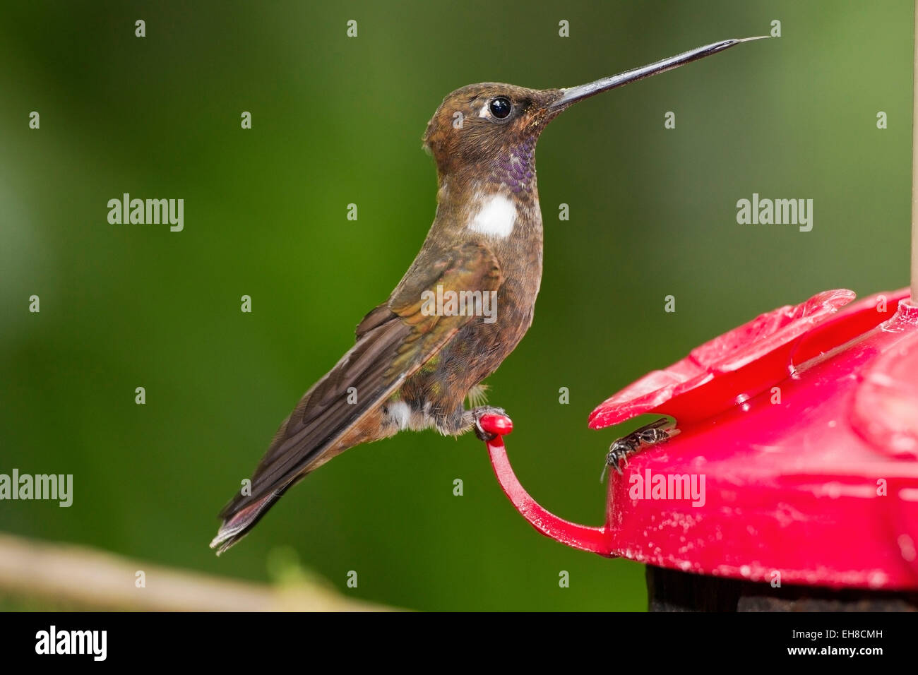 brown Inca hummingbird (Coeligena wilsoni) adult male resting at ...