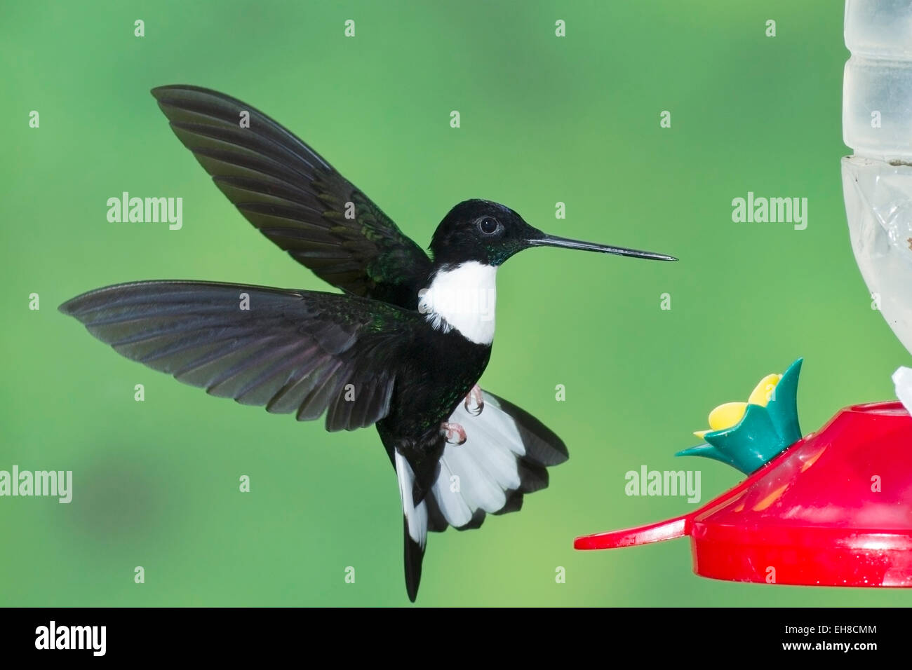 collared Inca hummingbird (Coeligena torquata) adult male in flight ...