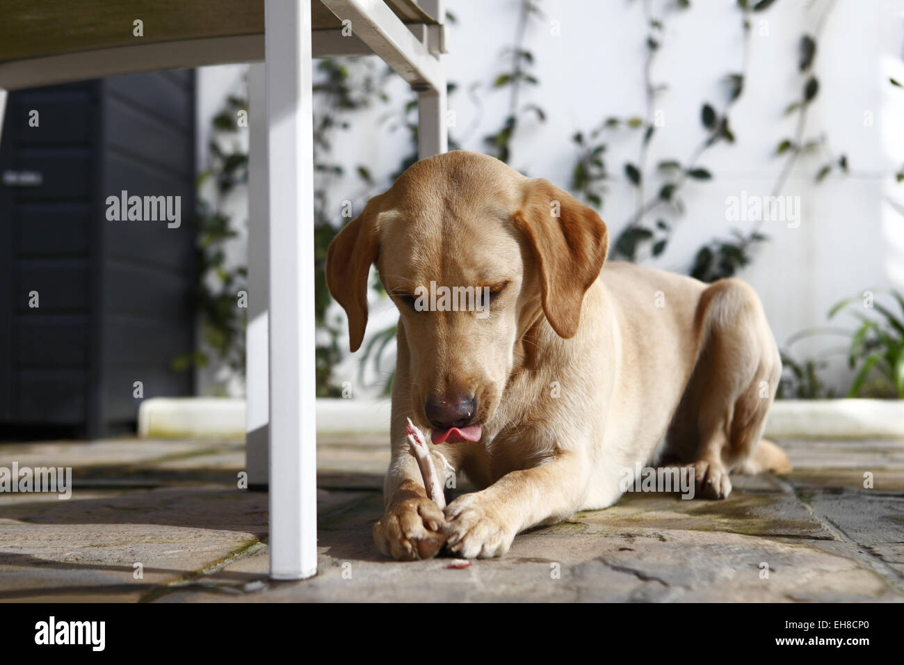 Yellow Labrador Retriever puppy aged 11 months old eating beef rib bone ...