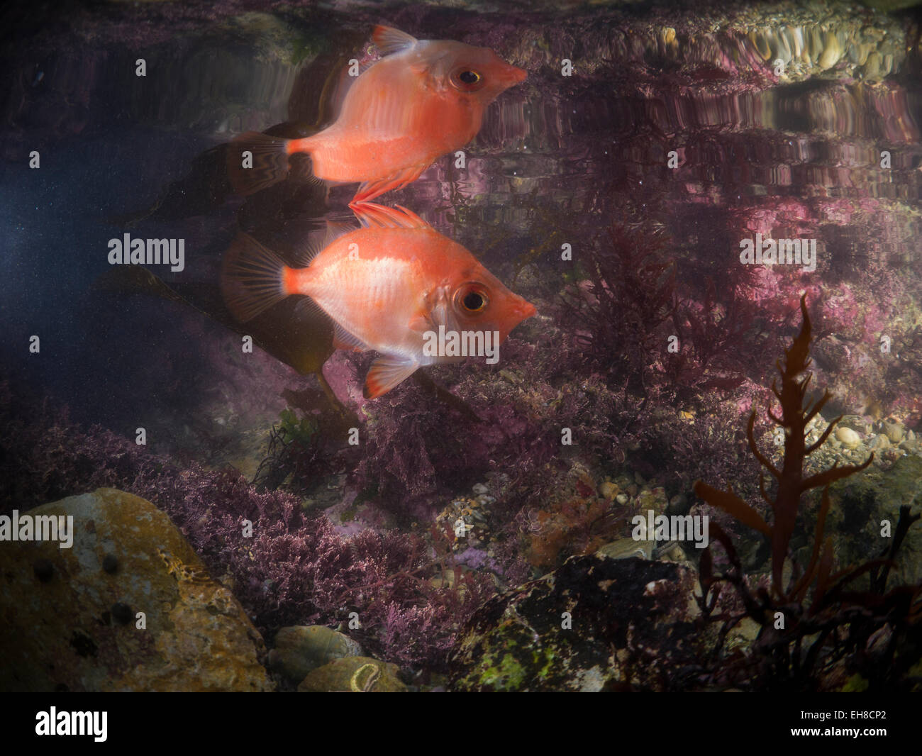 Boar fish in a rockpool at Falmouth, Cornwall Stock Photo - Alamy