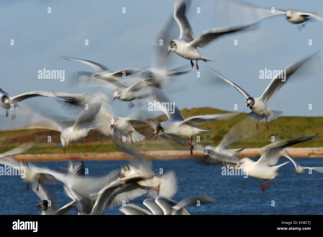 Black-headed Gull flock - Chroicocephalus ridibundus Stock Photo - Alamy