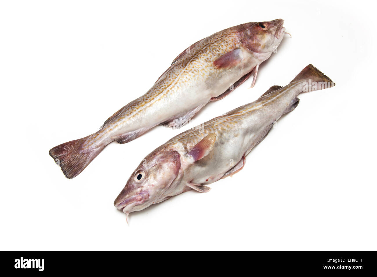 A couple of whole Atlantic cod (Gadus morhua) fish, Isolated on a white ...