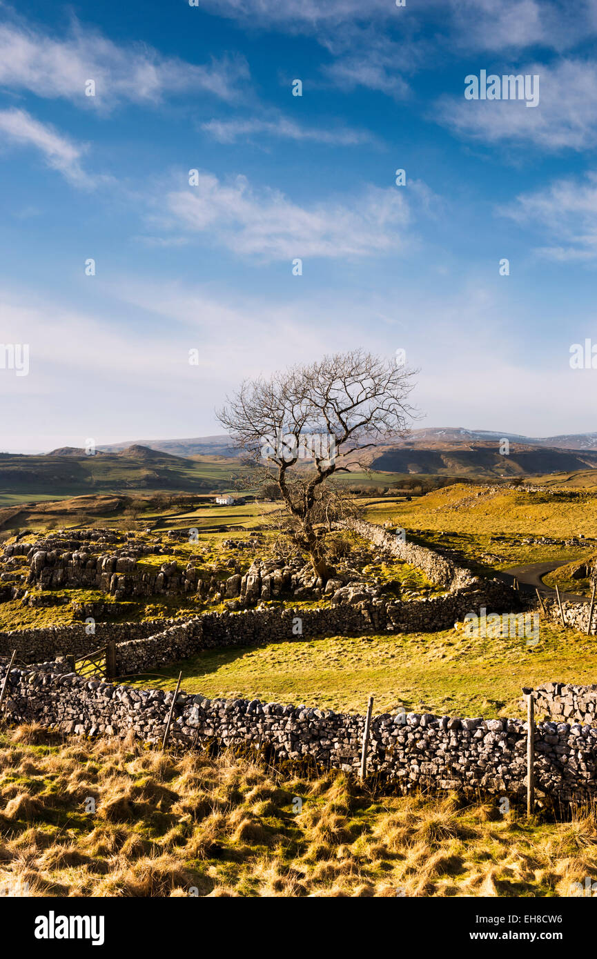 Lone tree and limestone pavement at Winskill, Langcliffe, Yorkshire ...