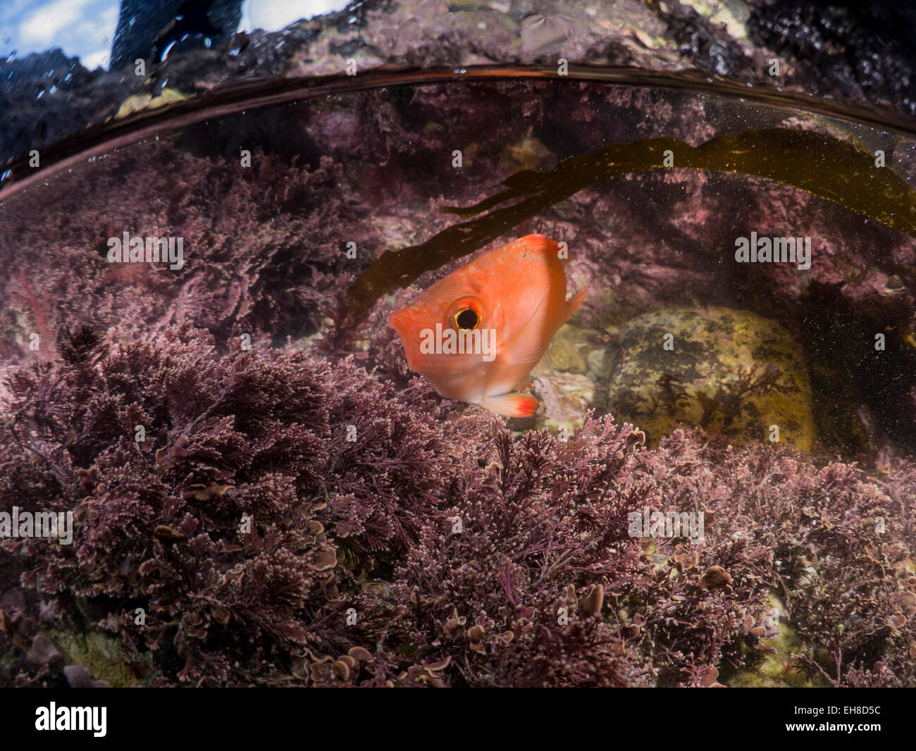 Boar fish in a rockpool at Falmouth, Cornwall Stock Photo - Alamy