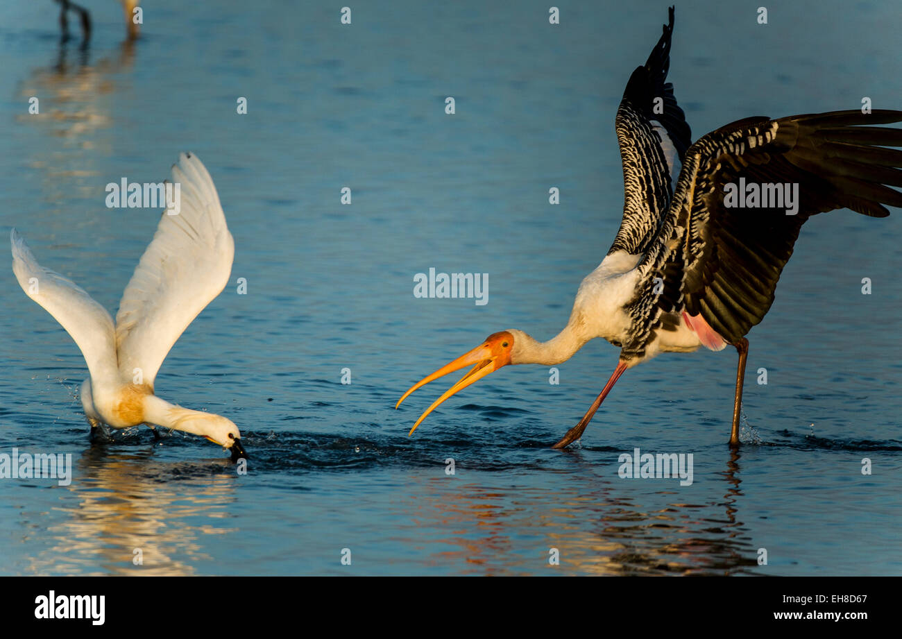 Eurasian Spoonbill and Painted Stork fighting for a school of fish ...