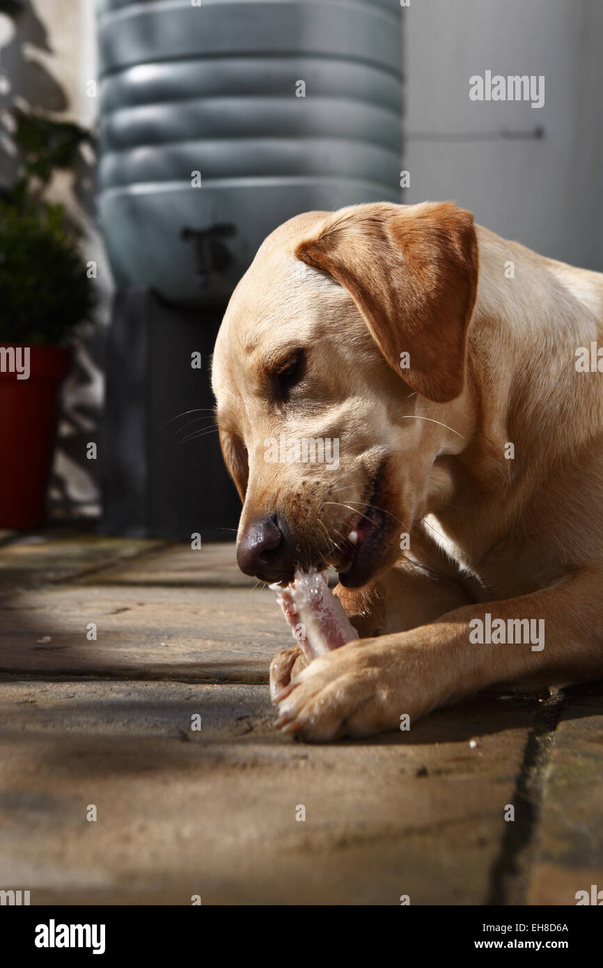 Yellow Labrador Retriever puppy aged 11 months old eating beef rib bone ...