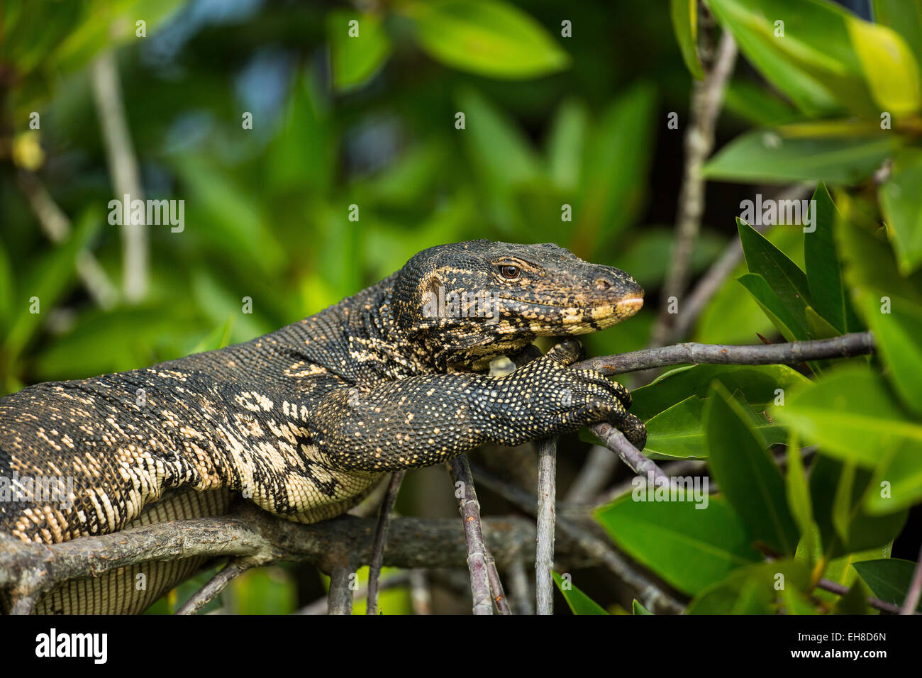 Water monitor lizard mangroves sri lanka wetlands hi-res stock ...
