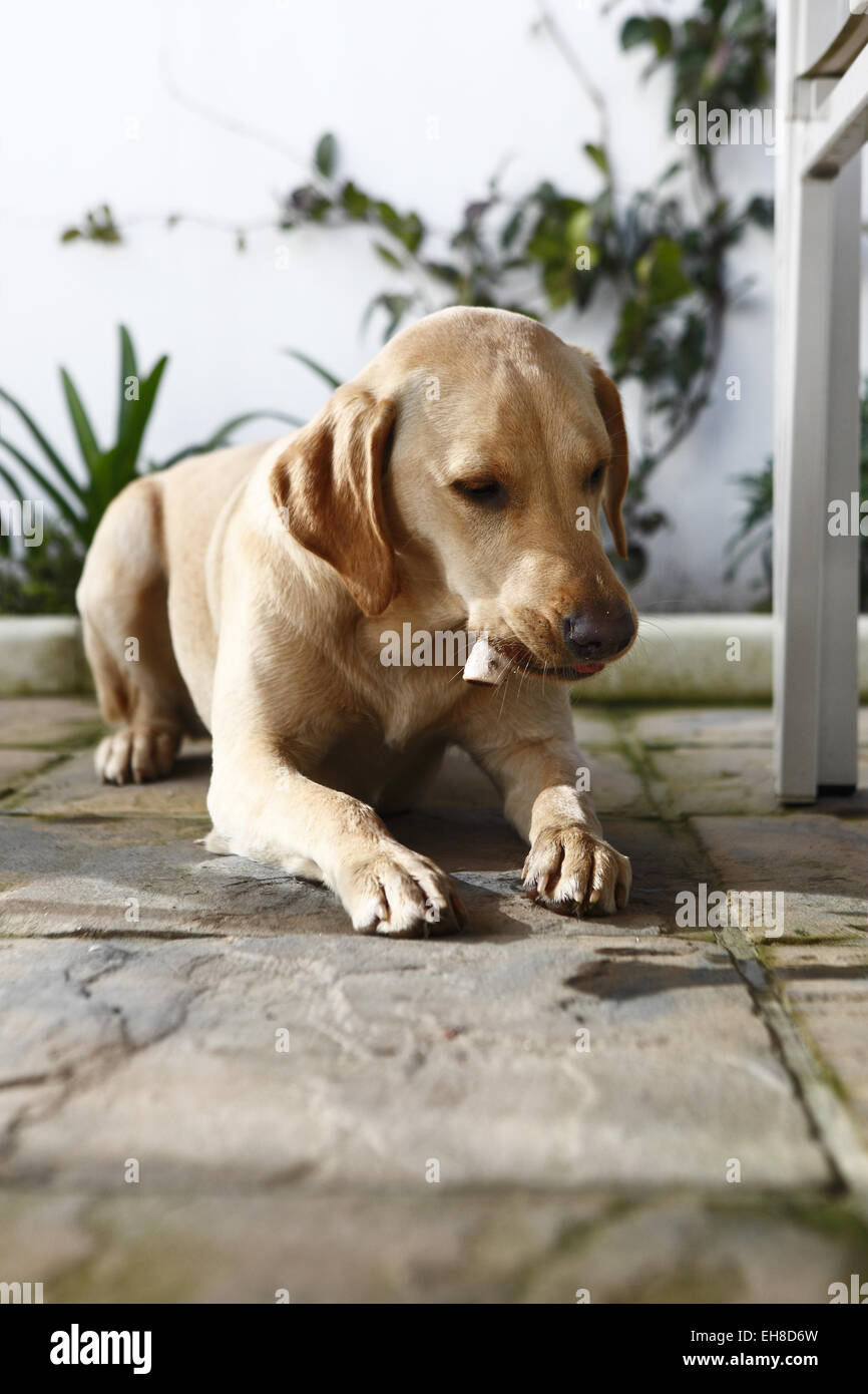 Yellow Labrador Retriever puppy aged 11 months old eating beef rib bone ...