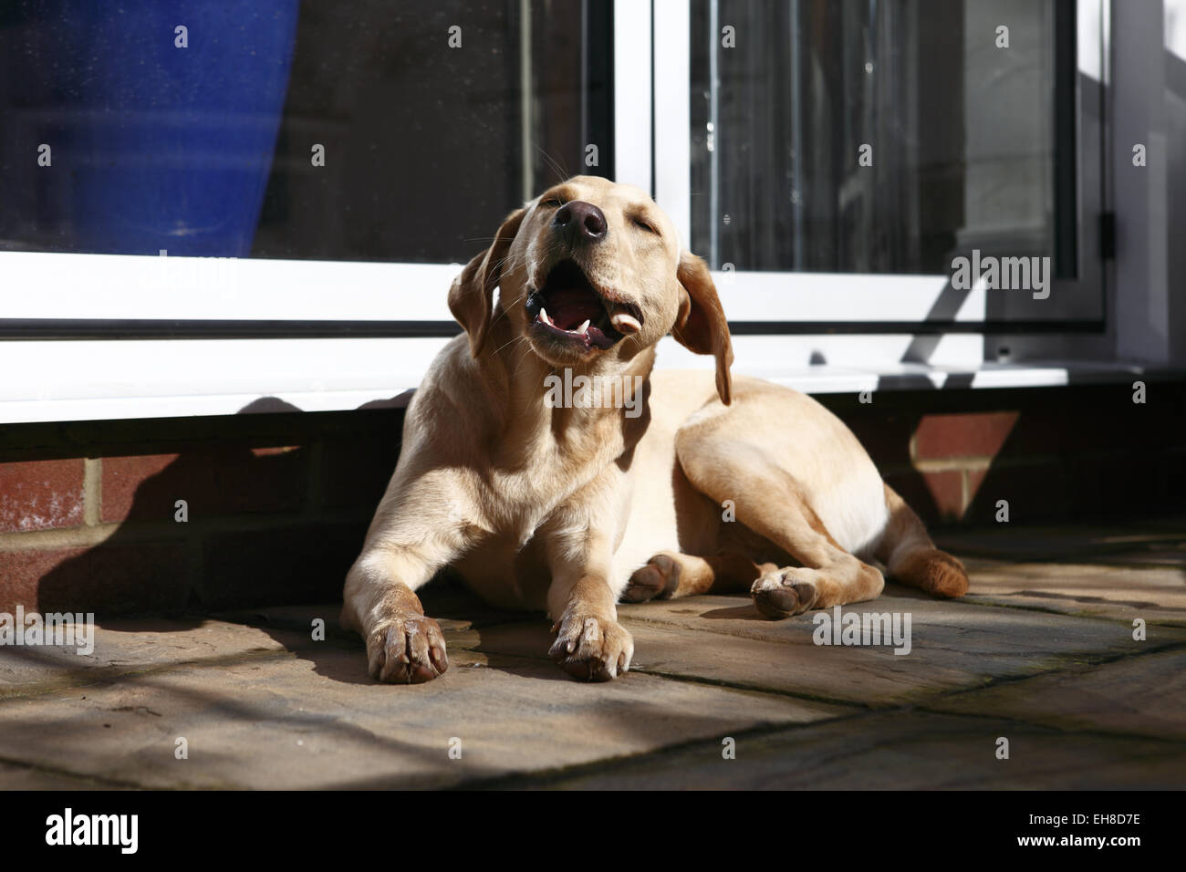 Yellow Labrador Retriever puppy aged 11 months old eating beef rib bone ...