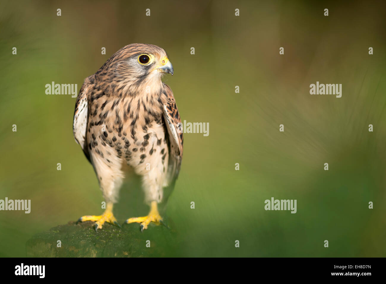 Kestrel on perch hi-res stock photography and images - Alamy