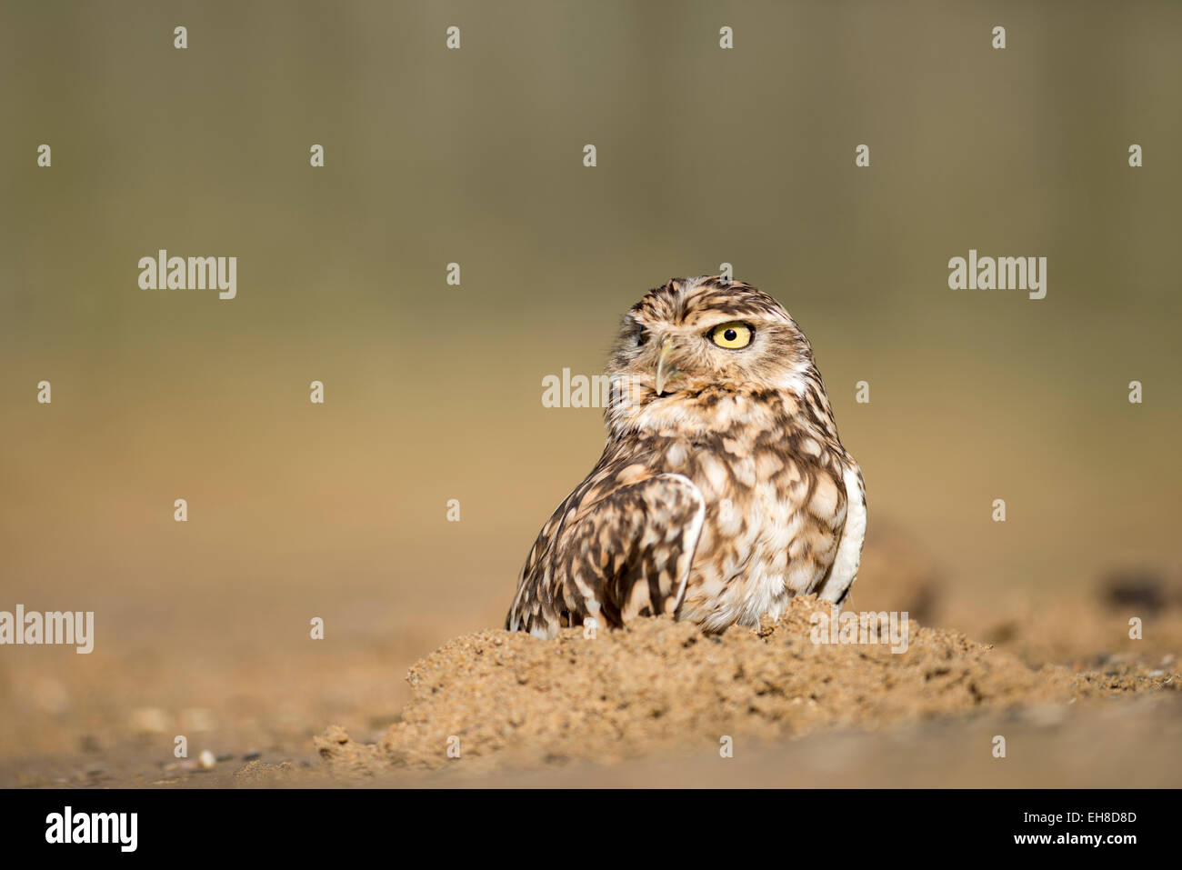 Little owl relaxing hi-res stock photography and images - Alamy