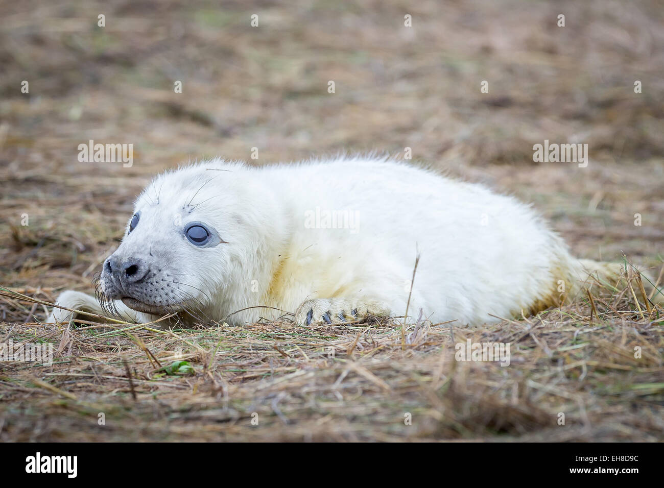 Mablethorpe seal hi-res stock photography and images - Alamy