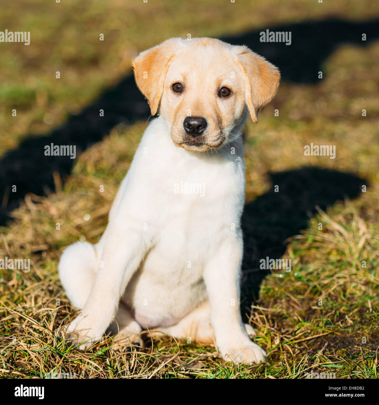 Funny lab hi-res stock photography and images - Alamy
