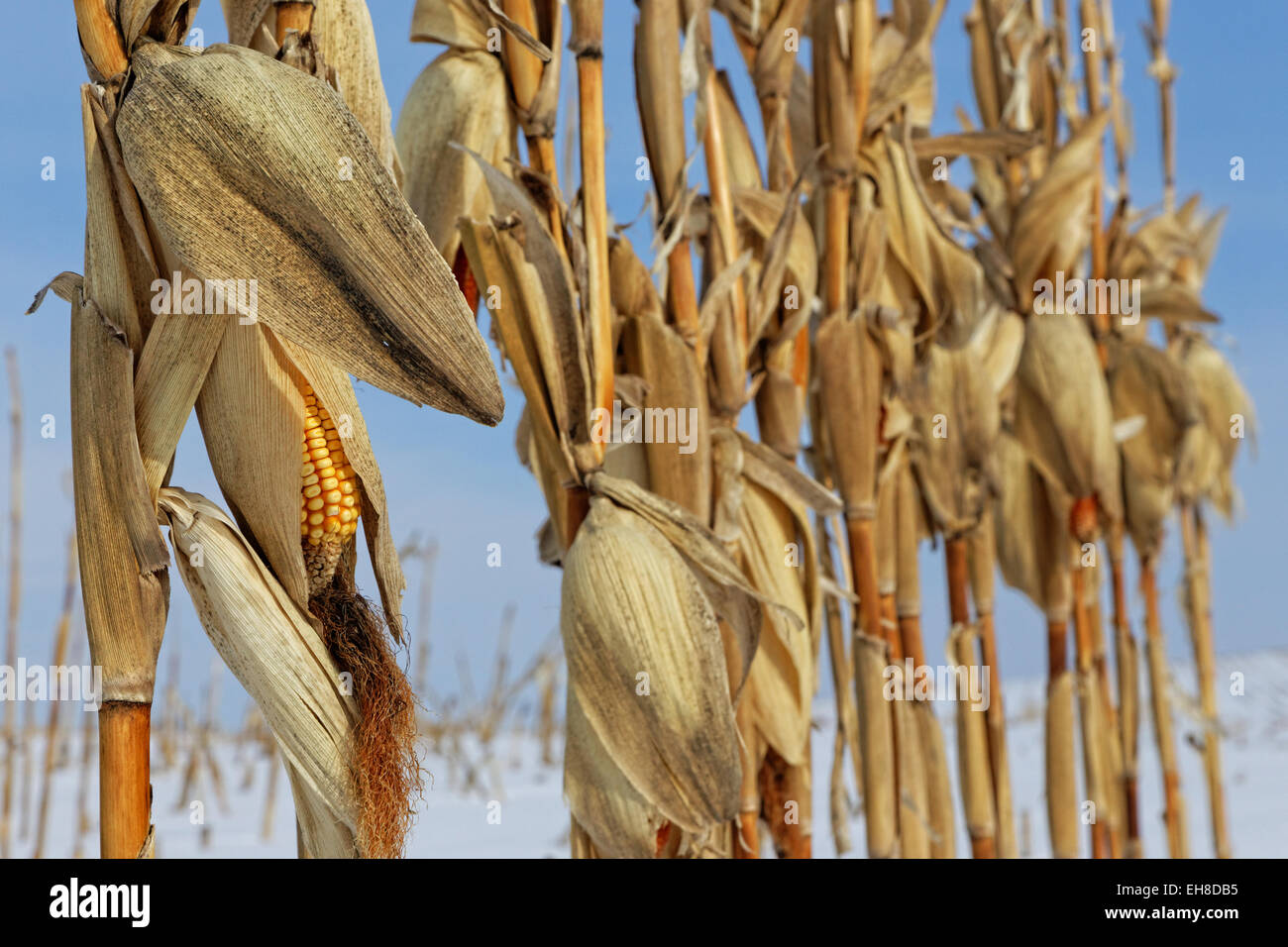 Unpicked ears of corn Stock Photo - Alamy