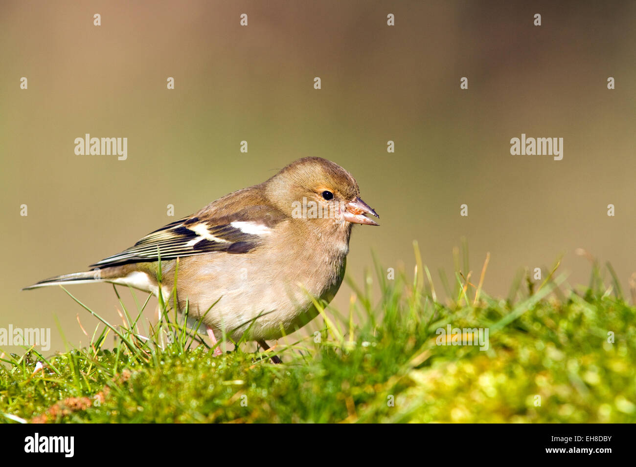 Chaffinch eggs hi-res stock photography and images - Alamy