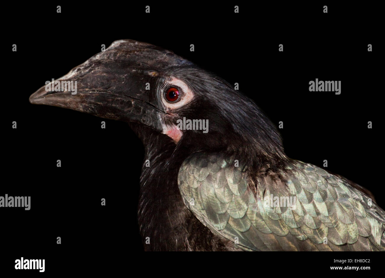 Black Hornbill (anthracoceros malayanus) female Stock Photo - Alamy