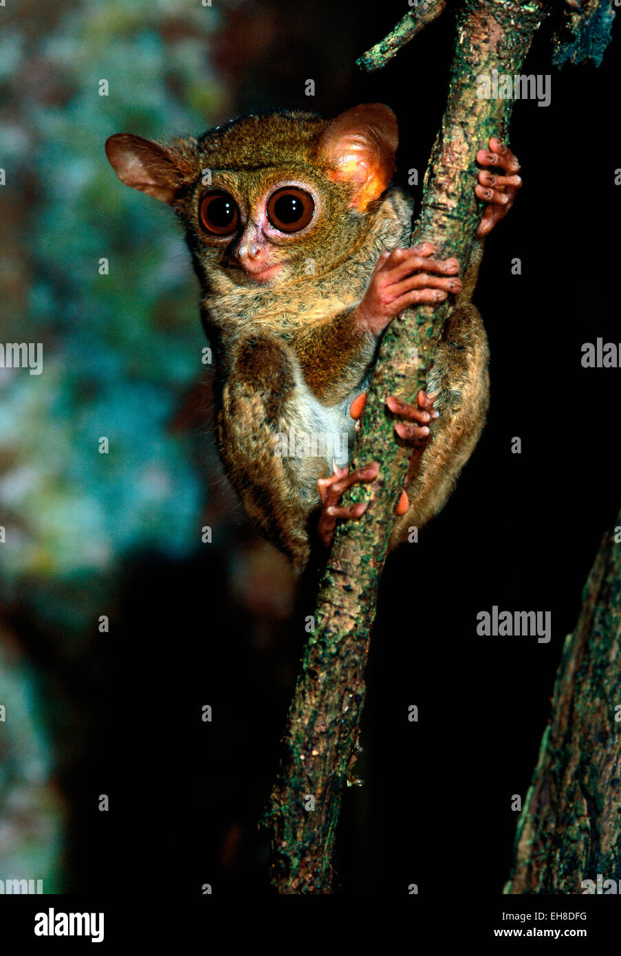 Tarsius Spectrum High Resolution Stock Photography and Images - Alamy