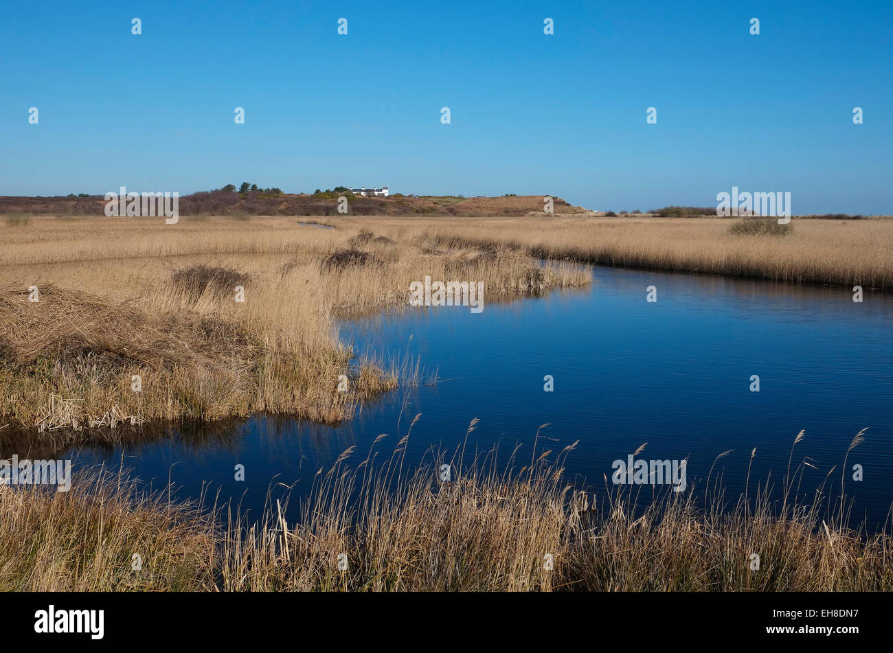 salt marsh habitat at minsmere nature reserve, suffolk, england Stock ...
