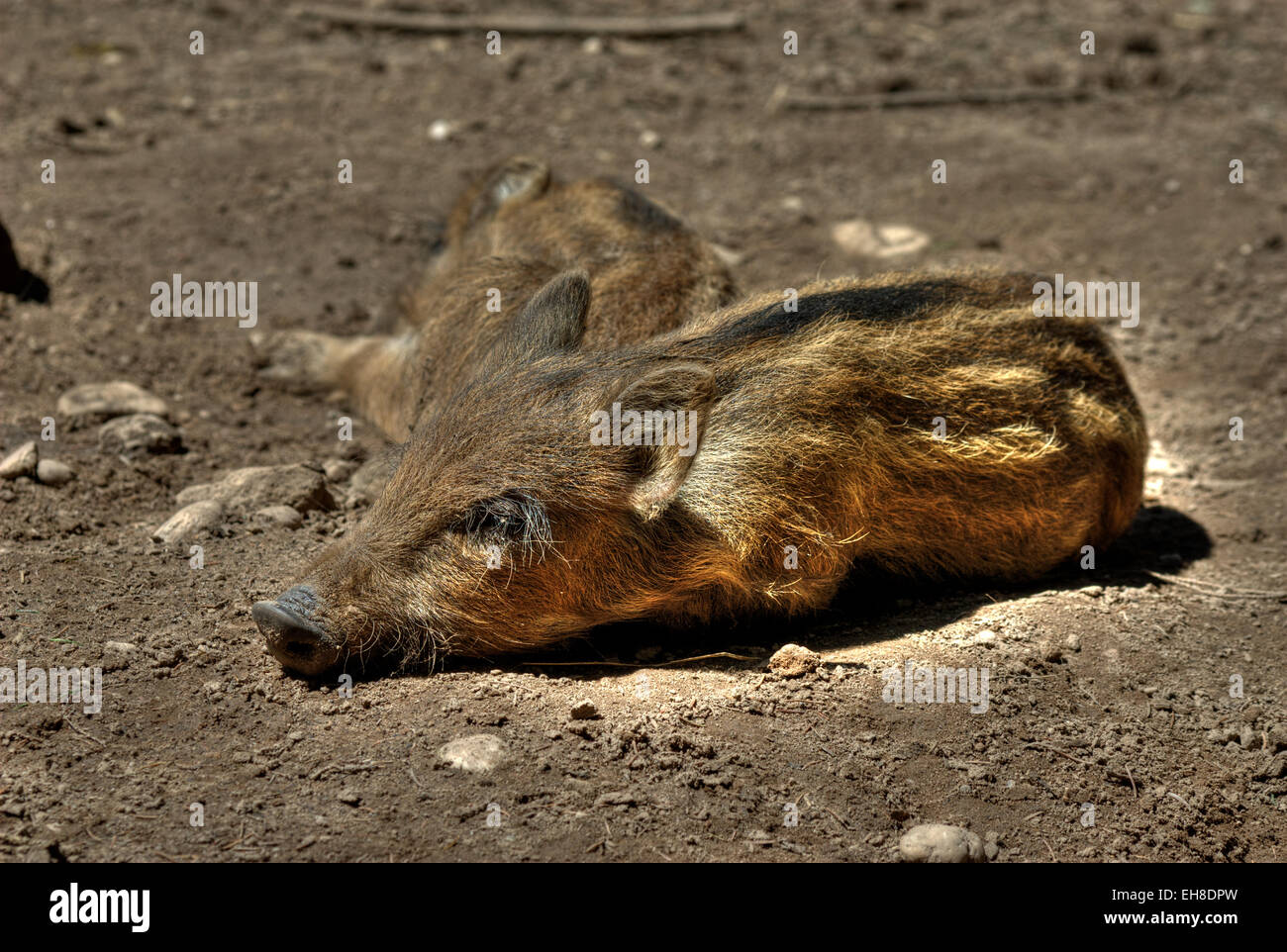 Wild boar wallow hi-res stock photography and images - Alamy