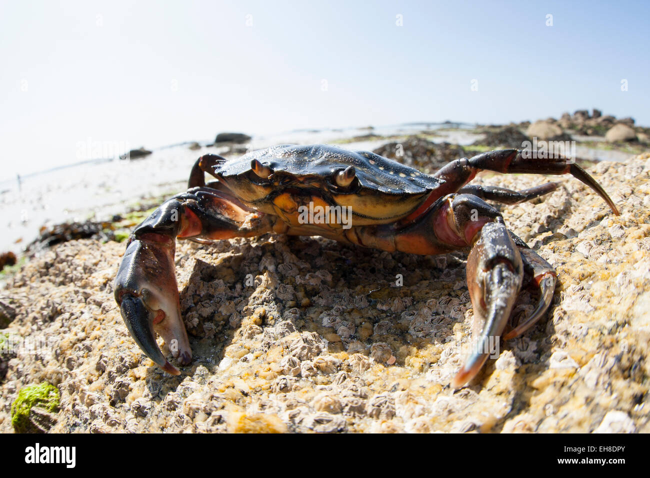 European shore crab, shore-crab, harbour crab, European green crab ...
