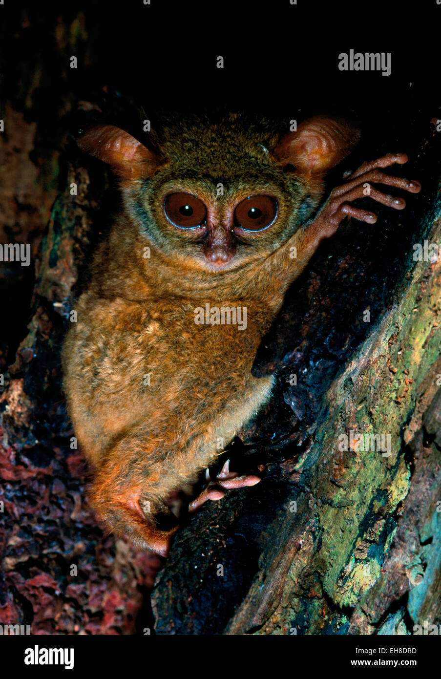 Tarsius Spectrum High Resolution Stock Photography and Images - Alamy