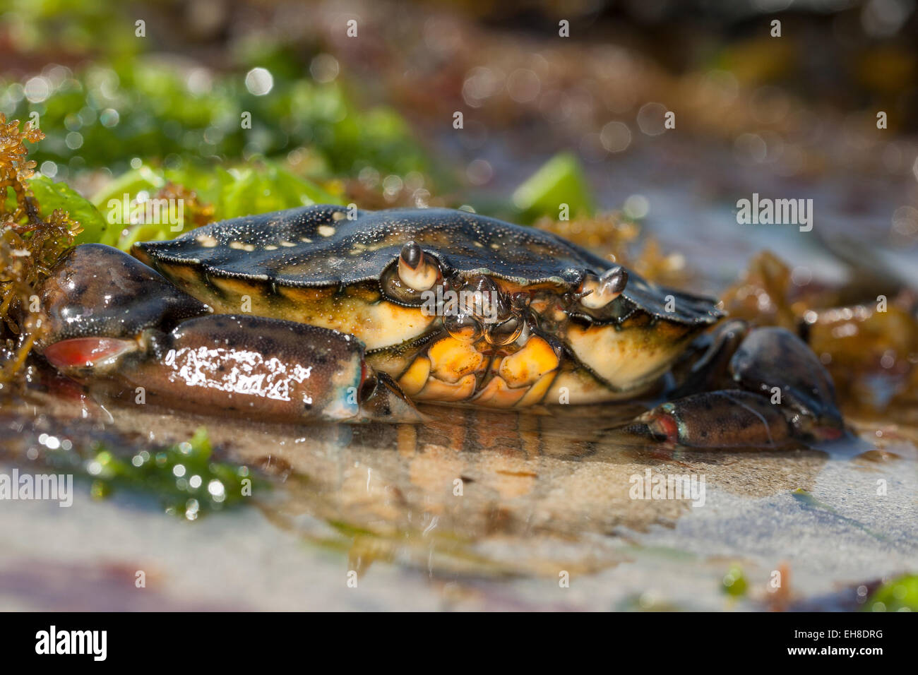 European shore crab, shore-crab, harbour crab, European green crab ...