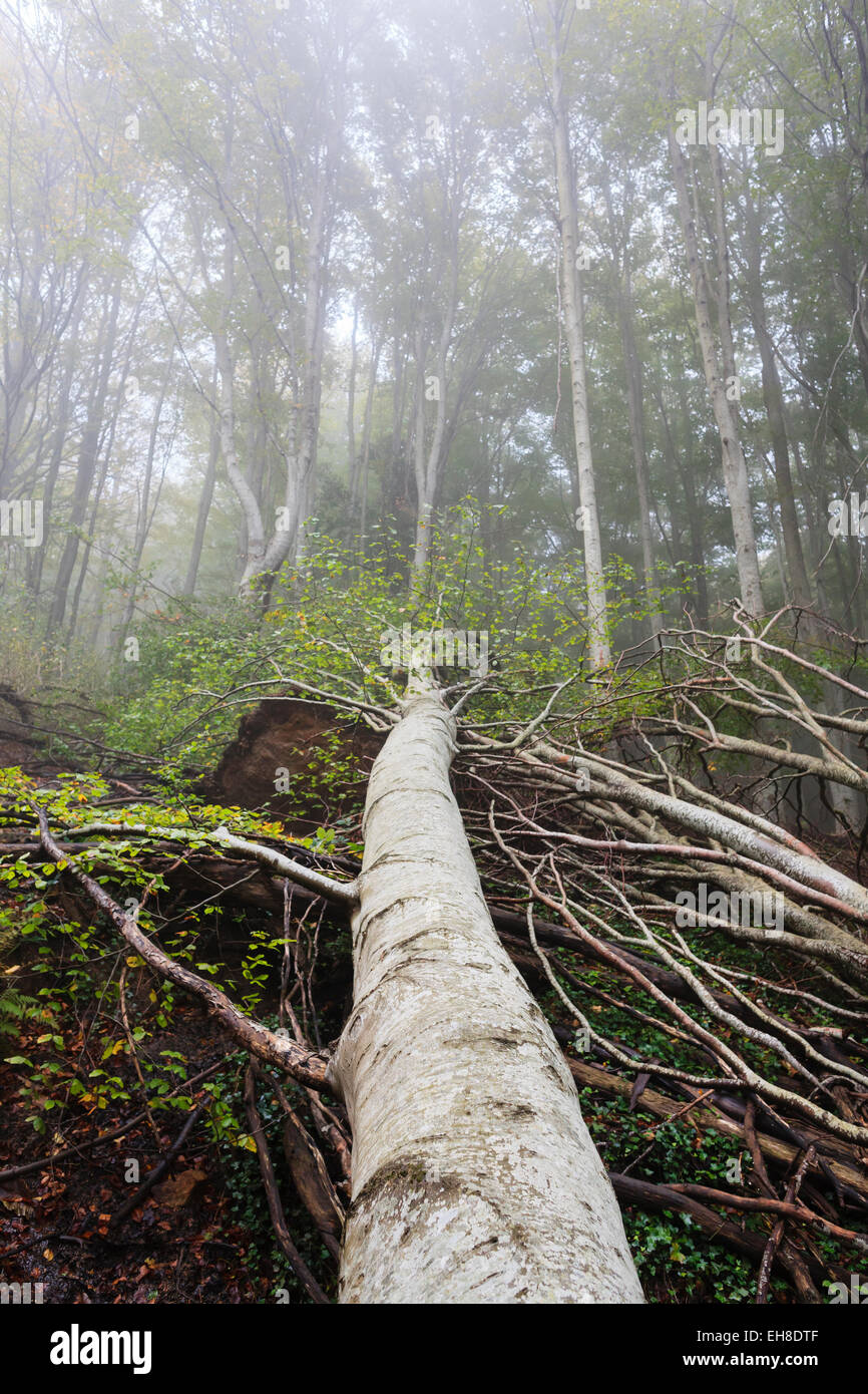 Fallen tree in European Beech forest (Fagus sylvatica). Montseny ...