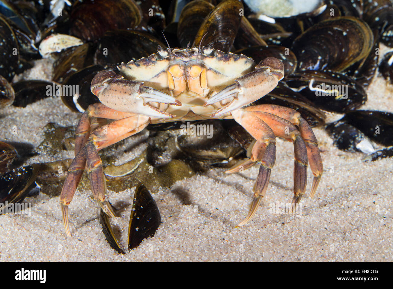 European shore crab, shore-crab, harbour crab, European green crab ...