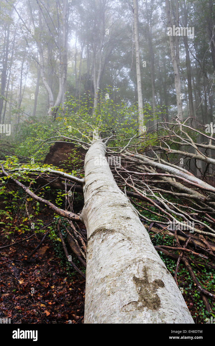 Fallen tree in European Beech forest (Fagus sylvatica). Montseny ...