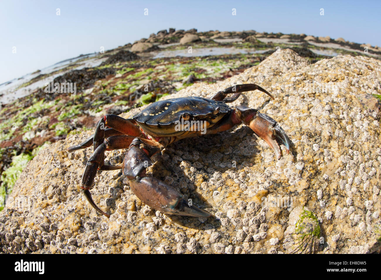 European shore crab, shore-crab, harbour crab, European green crab ...