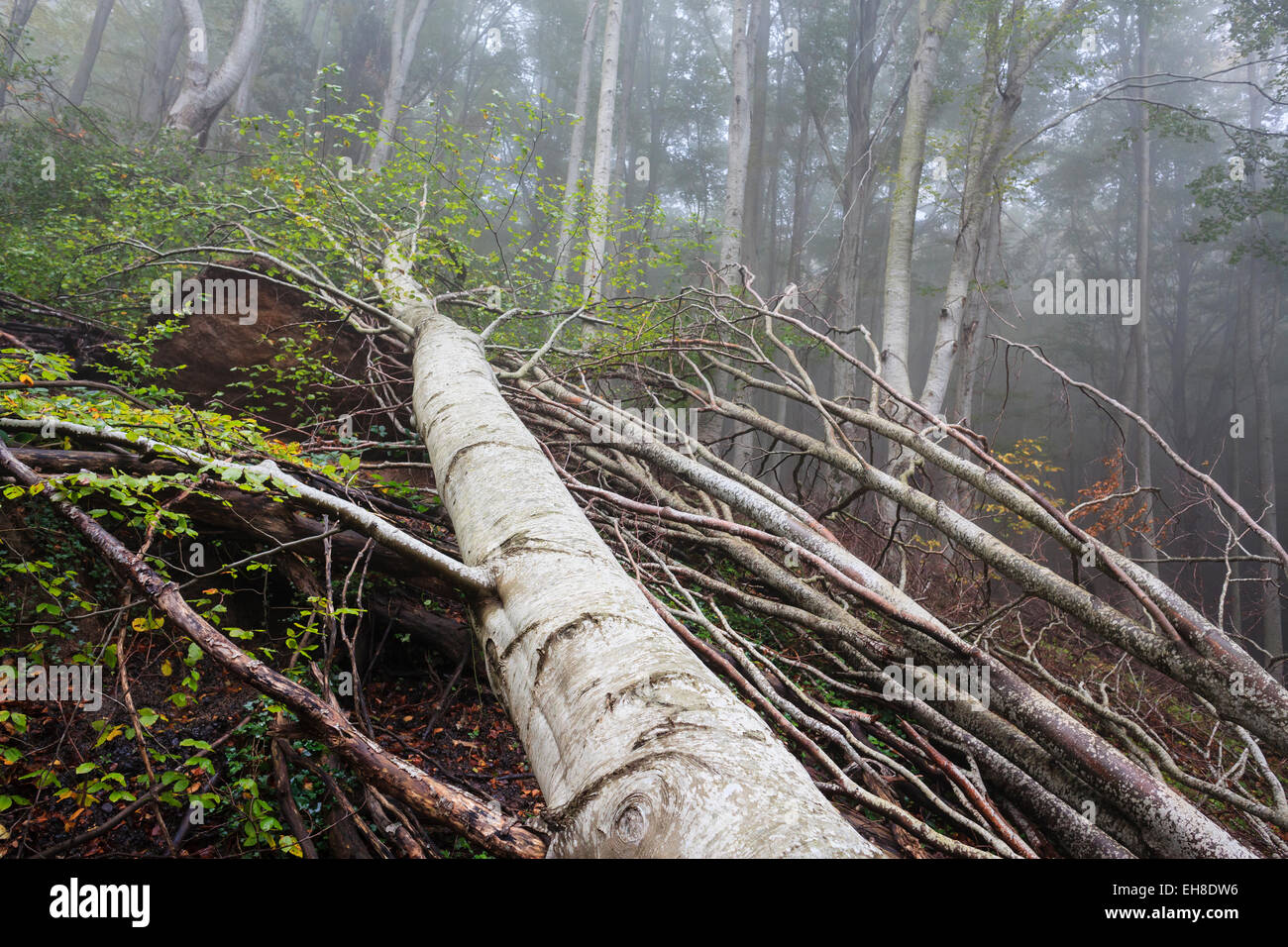 Fallen trees in European Beech forest (Fagus sylvatica). Montseny ...