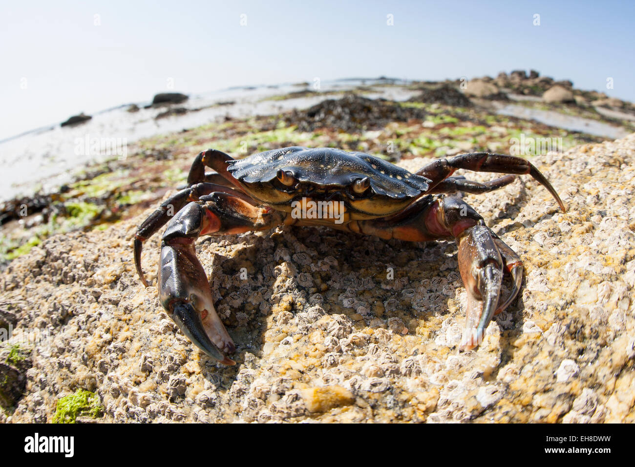 European shore crab, shore-crab, harbour crab, European green crab ...